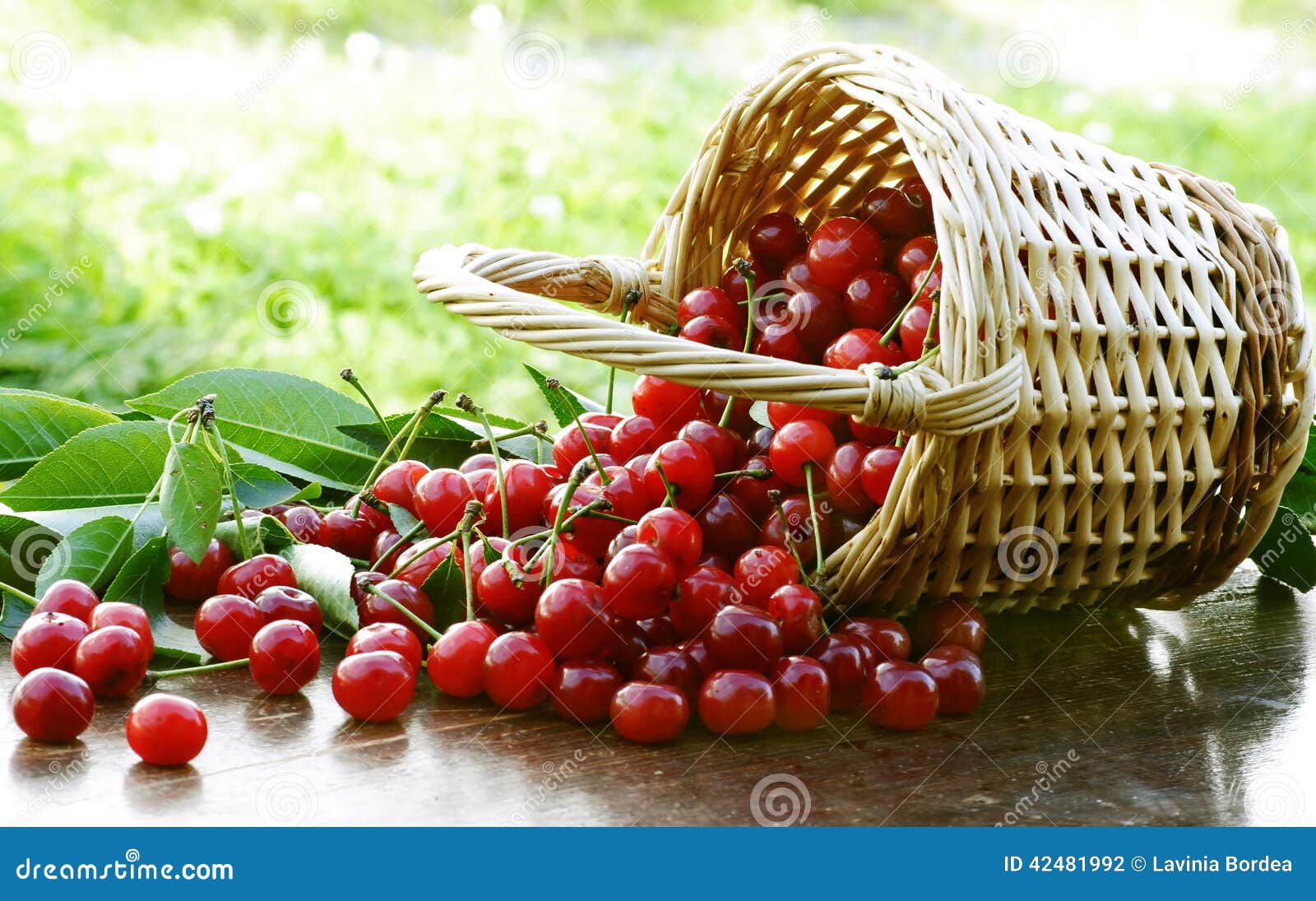 Amazing sour cherries stock photo. Image of food, agriculture - 42481992