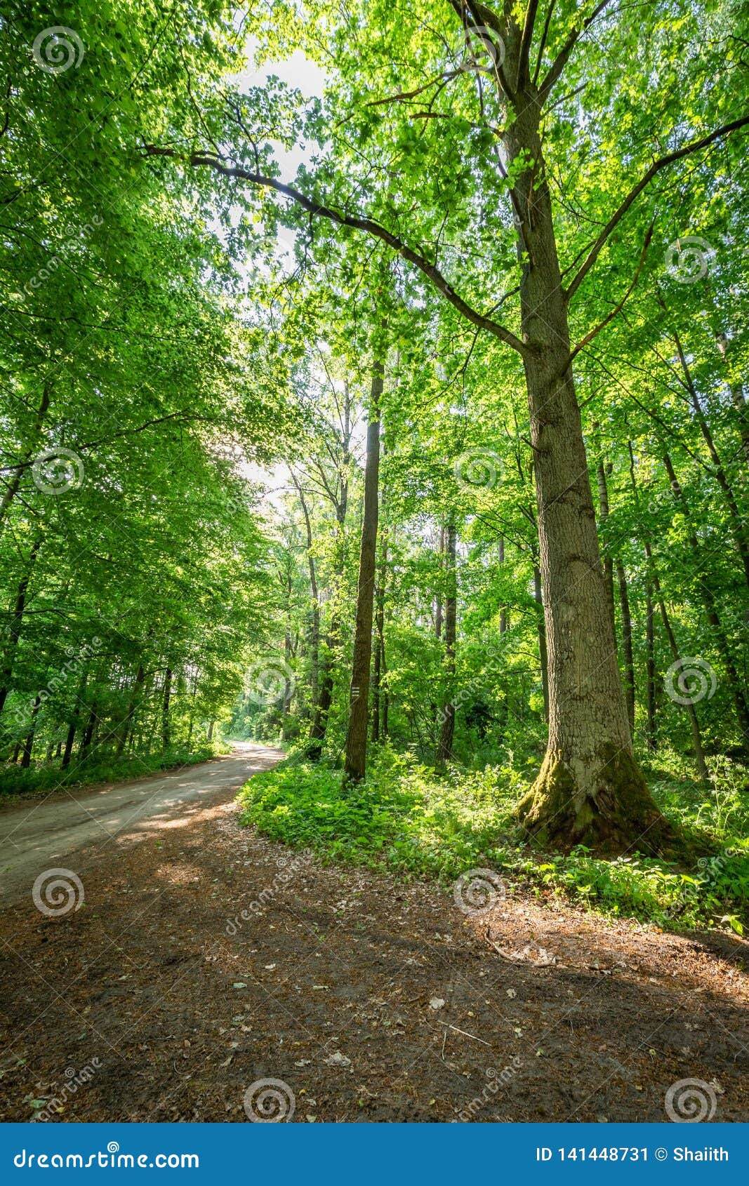 Amazing Spring in the Green Forest in Poland Stock Image - Image of ...