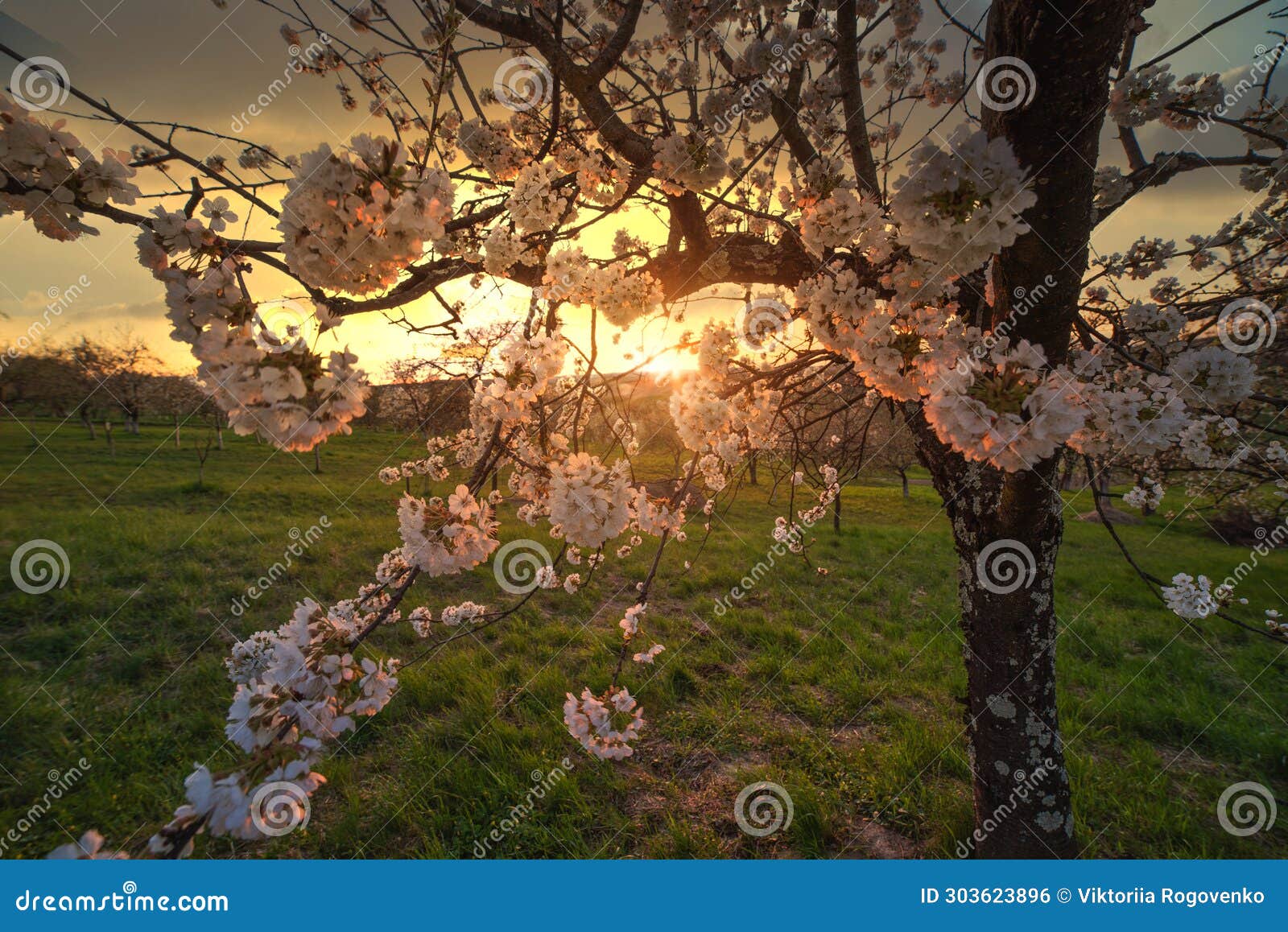 Amazing Spring Rural Landscape with Blooming Trees at Sunset Stock ...