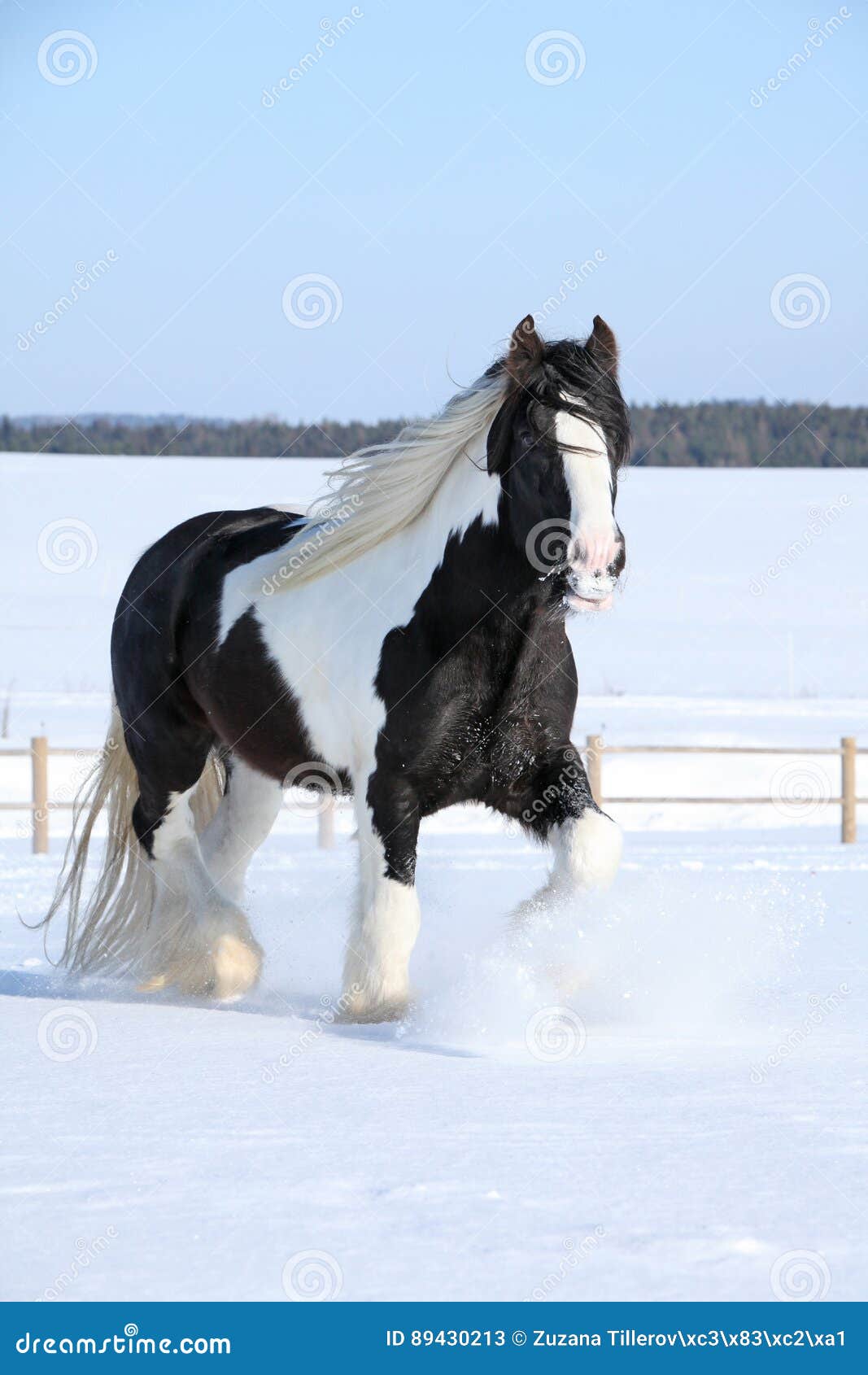 Amazing Stallion of Irish Cob Running in Winter Stock Image - Image of ...