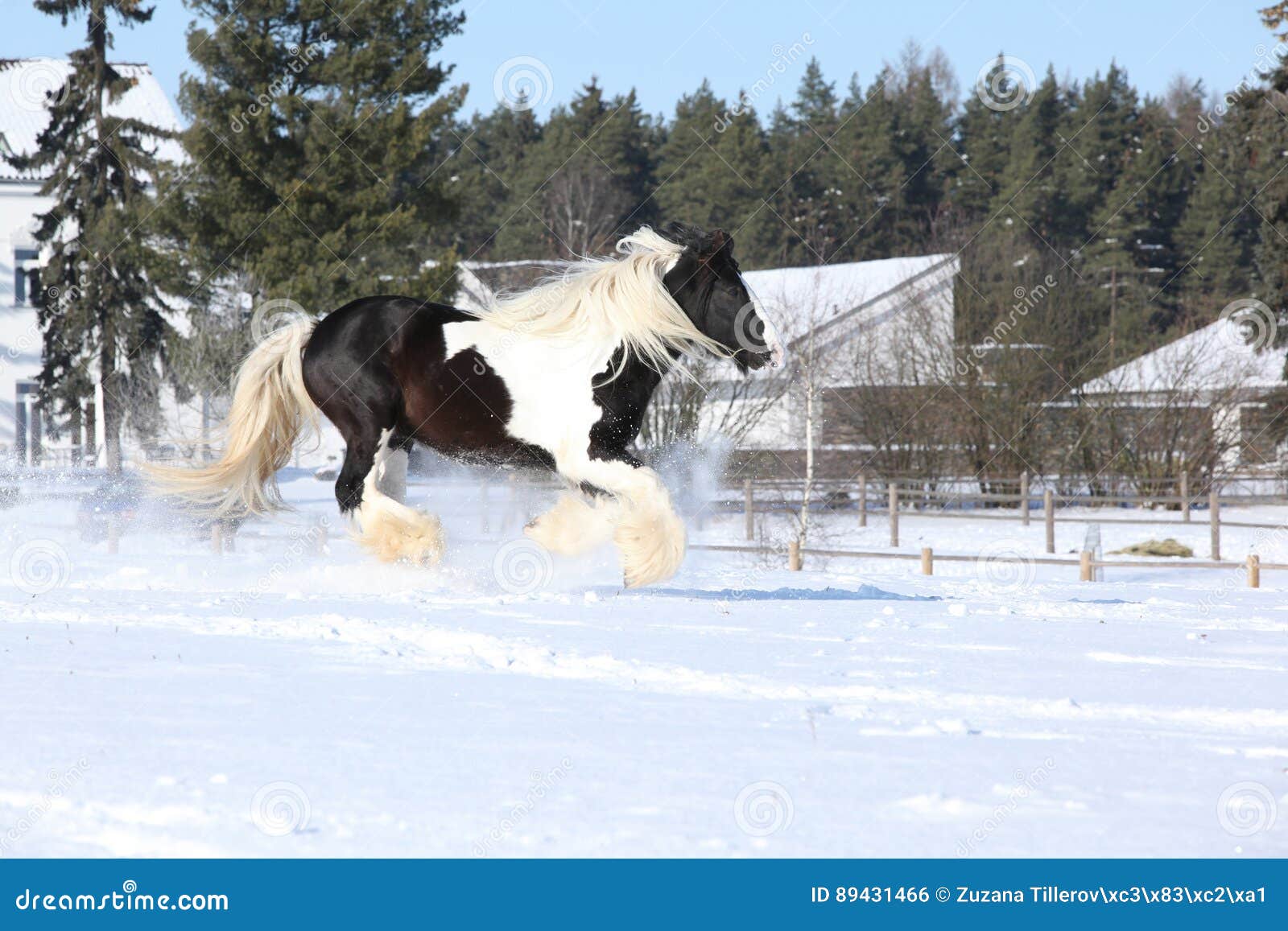 Amazing Stallion of Irish Cob Running in Winter Stock Photo - Image of ...
