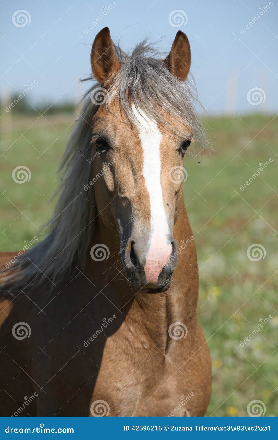 Amazing Stallion Running on Summer Pasturage Stock Photo - Image of ...