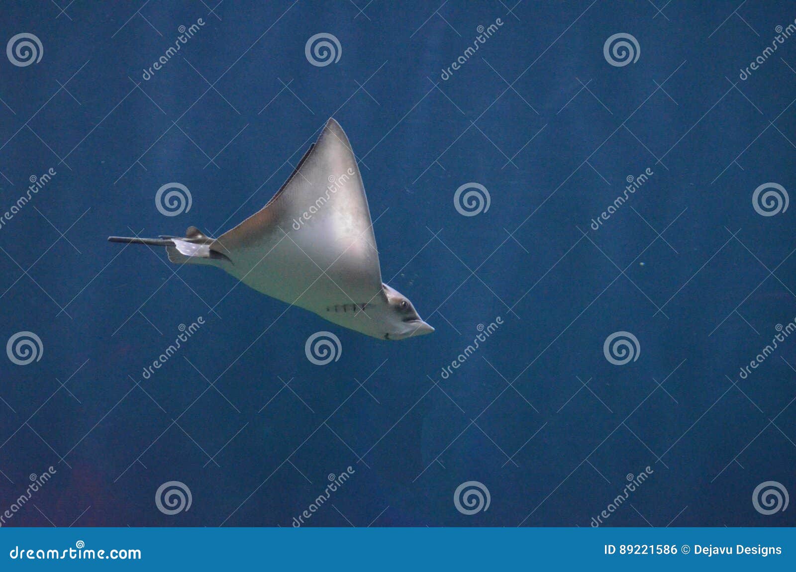 Amazing Stingray Underwater in the Deep Blue Sea Stock Photo - Image of ...