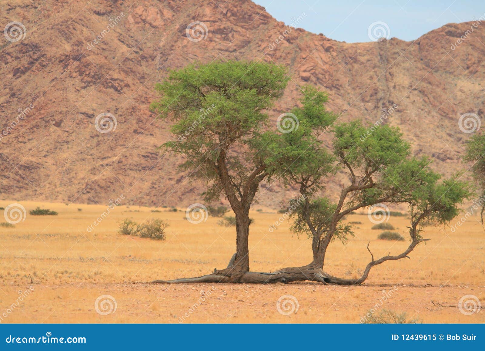 Strange Growing Tree Desert Stock Image - Image of tree, weird: 12439615