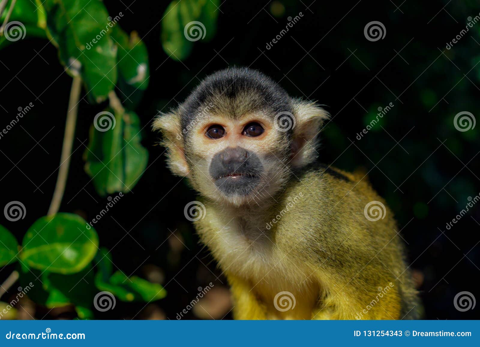 Amazon Capuchin Monkey stock image. Image of america - 131254343