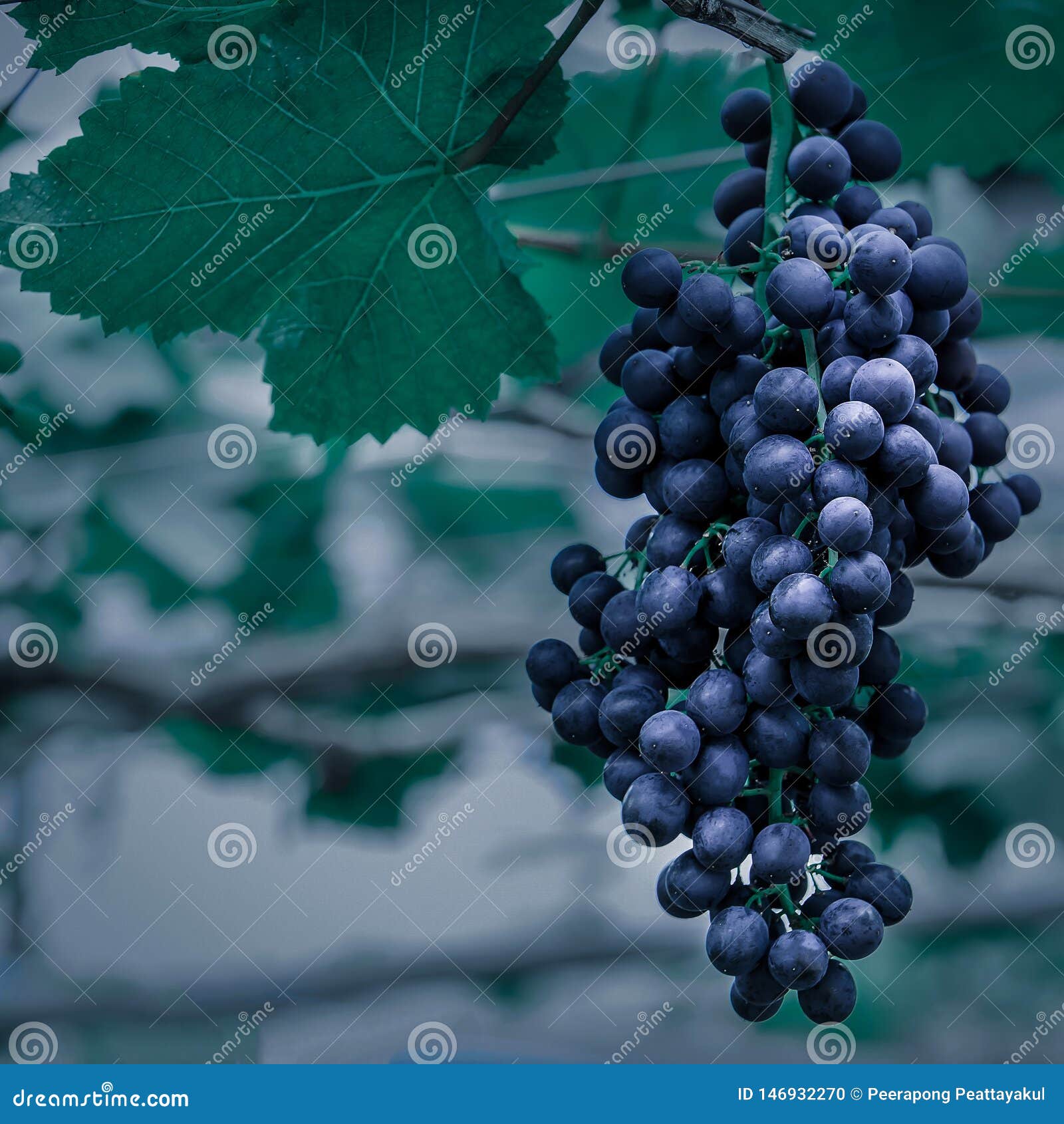 Amazing Succulent Grapes on the Vine Just before Harvest Stock Photo ...