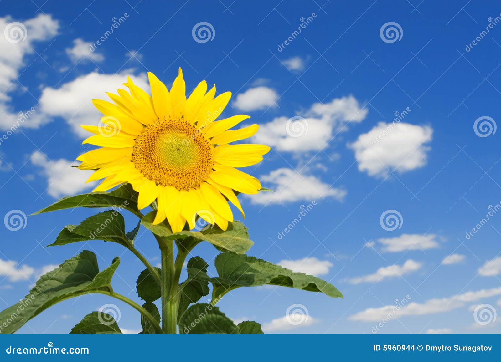 Amazing Sunflower and Blue Sky Stock Photo - Image of landscape, head ...