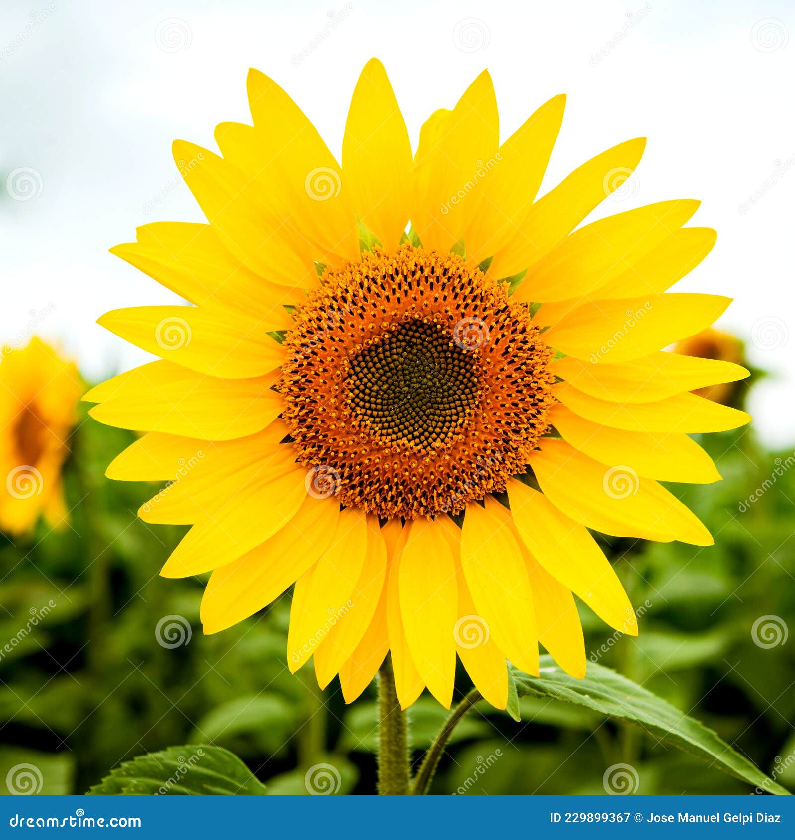 Amazing sunflower stock image. Image of beauty, closeup - 229899367