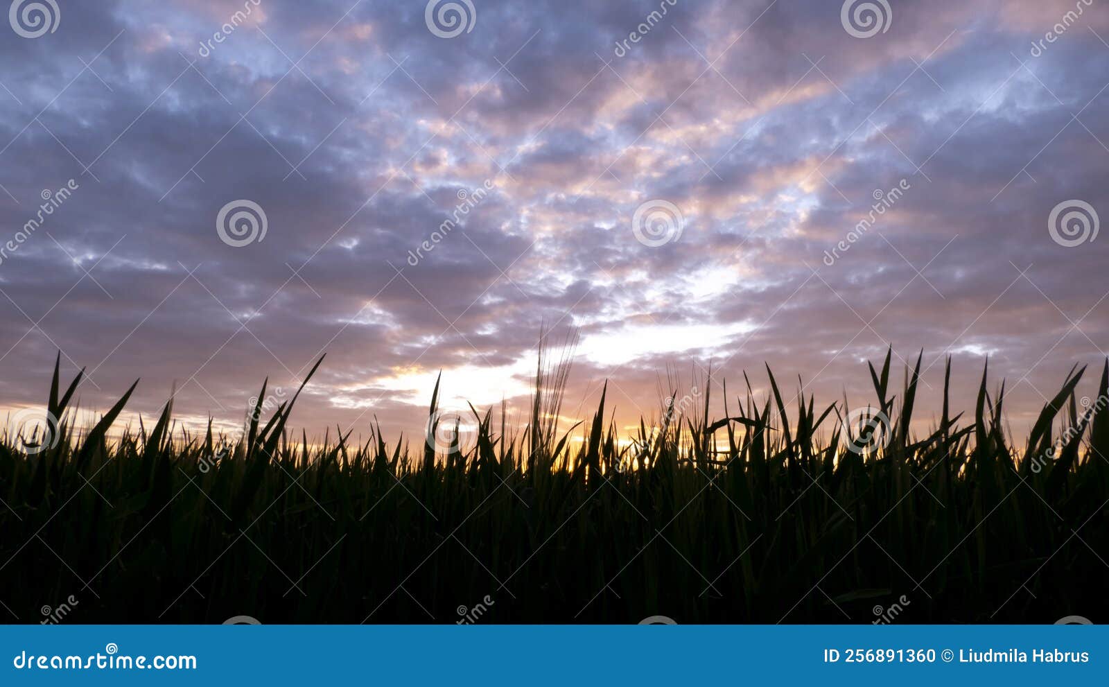 Amazing Sunset Over the Field Stock Photo - Image of field, grass ...