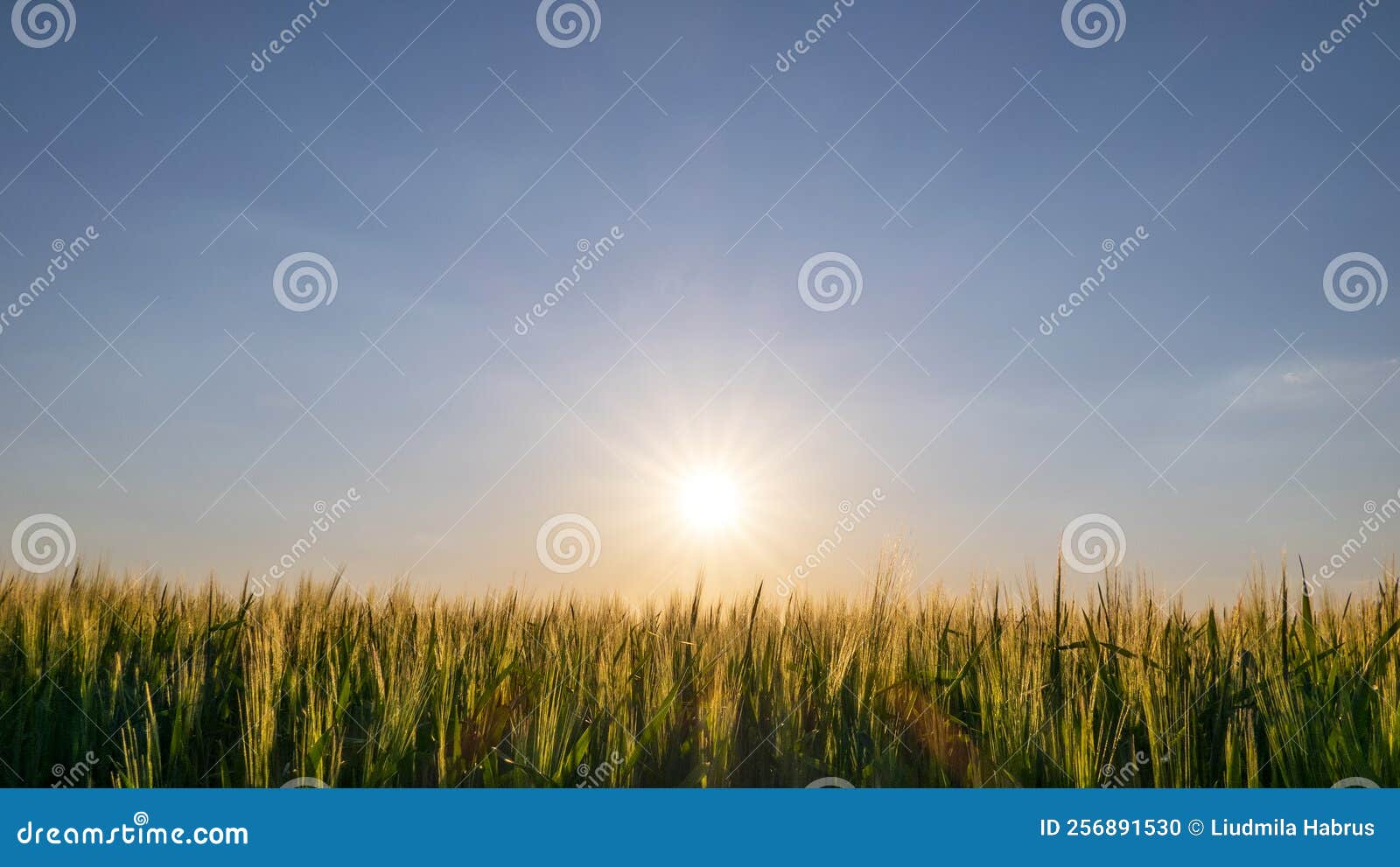 Amazing Sunset Over the Field Stock Photo - Image of meadow, sunset ...