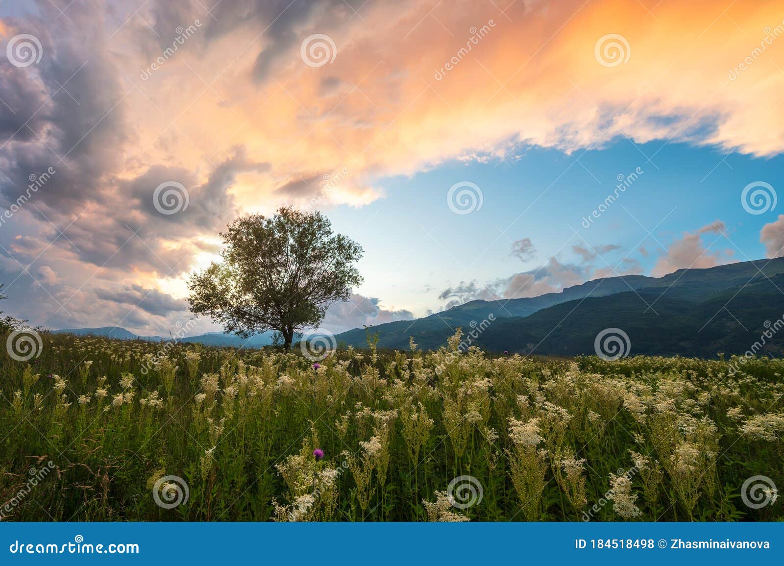 Spring Field with Lonely Tree at Sunset Stock Photo - Image of orange ...