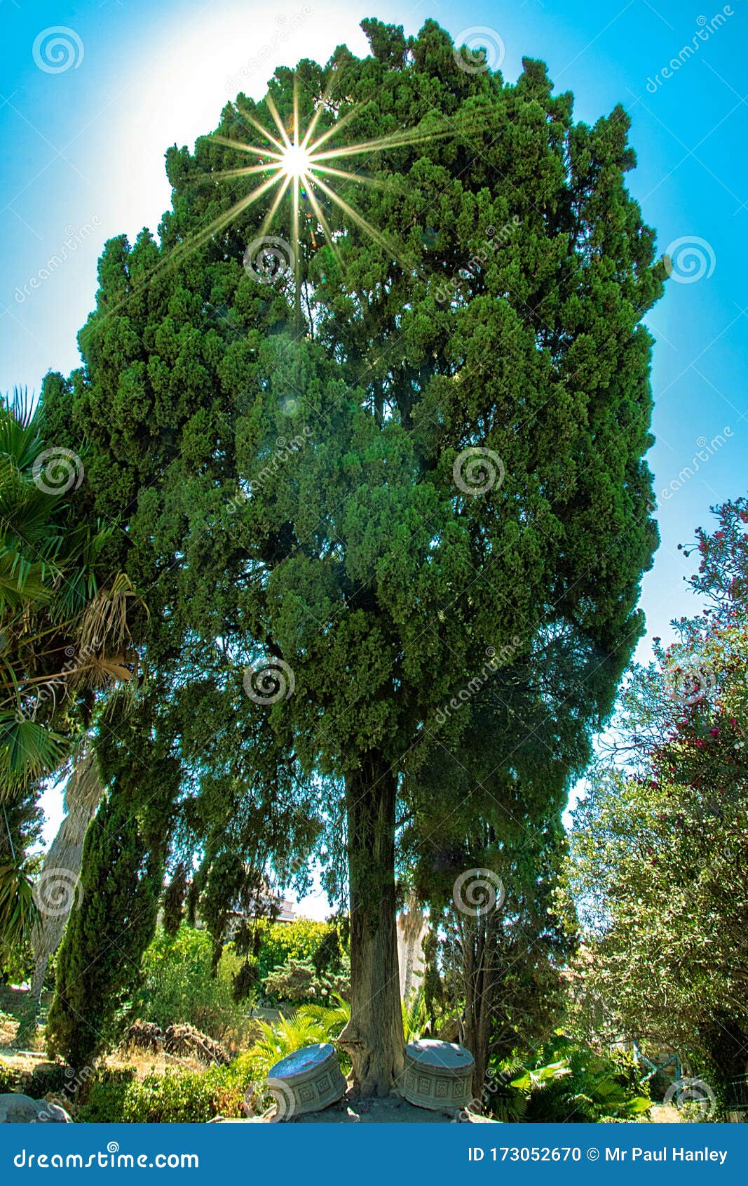 An Amazing Sunstar Shines through an Ancient Tree Stock Photo - Image ...