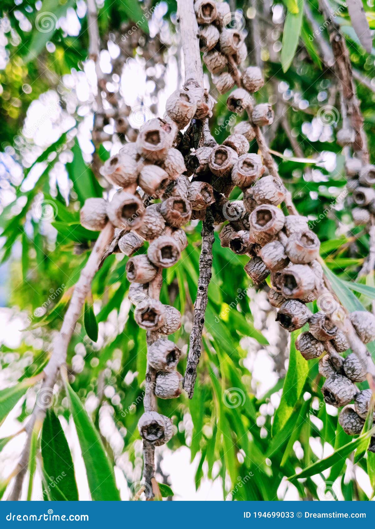 Amazing Teree Stock Photos - Free & Royalty-Free Stock Photos from ...