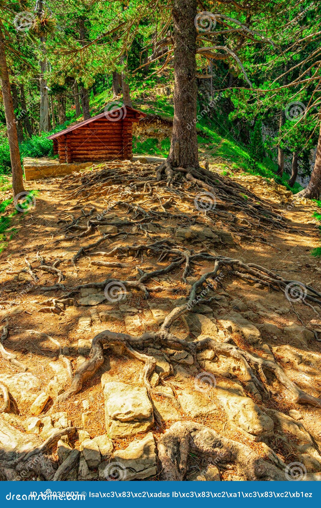 Roots of trees visible stock image. Image of field, roots - 127035007
