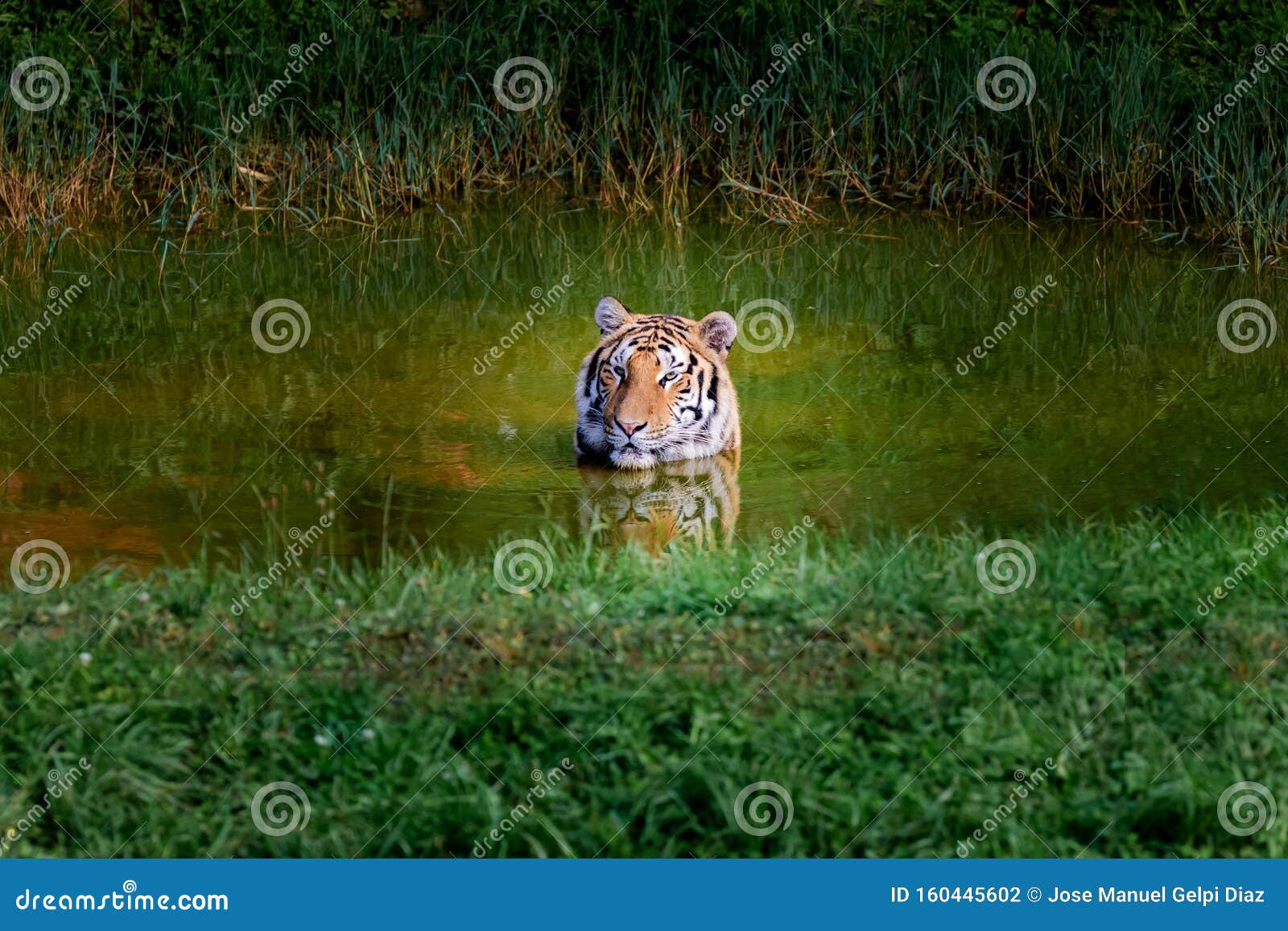 Amazing Tiger Taking a Bath Stock Photo - Image of life, lake: 160445602