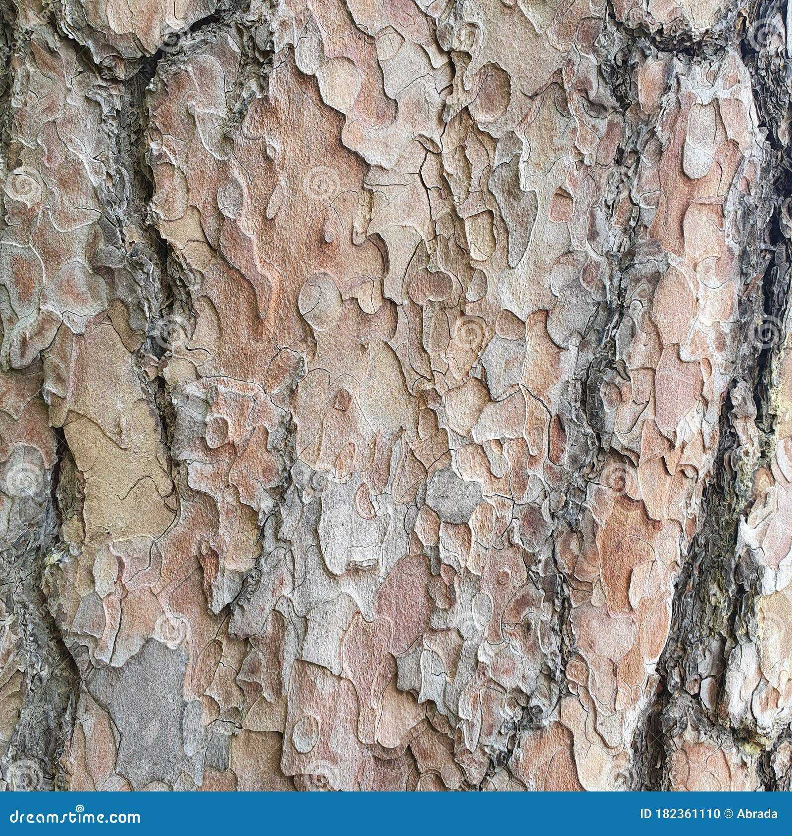 Amazing tree bark stock photo. Image of bark, background - 182361110
