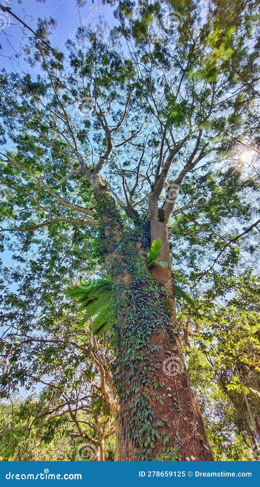 Amazing Tree stock image. Image of amazing, nature, tree - 278659125