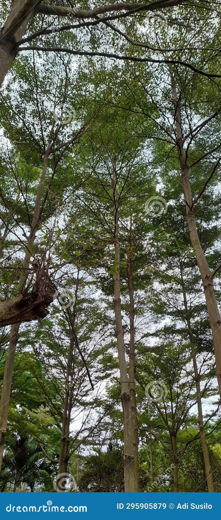 Amazing Tree in Indonesian Forest Stock Image - Image of indonesian ...
