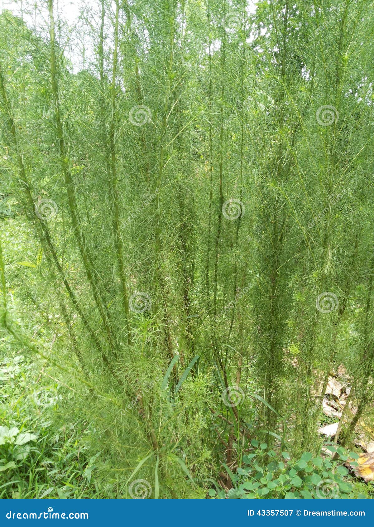 Amazing tree stock image. Image of nature, tree, amazing - 43357507