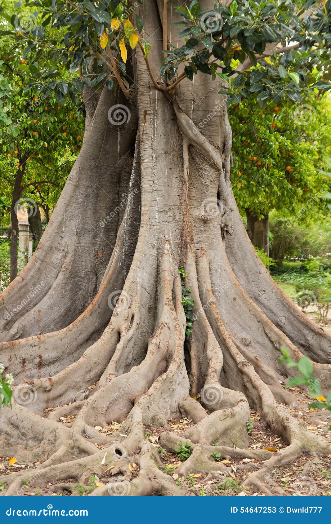 Amazing tree roots stock image. Image of jungle, ancient - 54647253