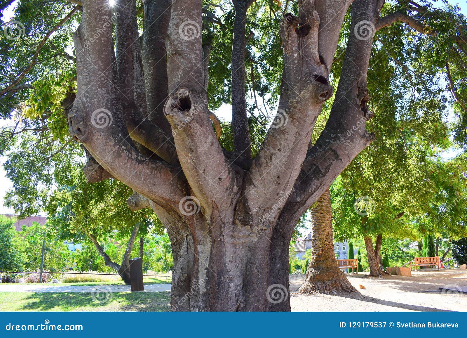 An Amazing Tree with Several Trunks Grows in the Park. Stock Image ...