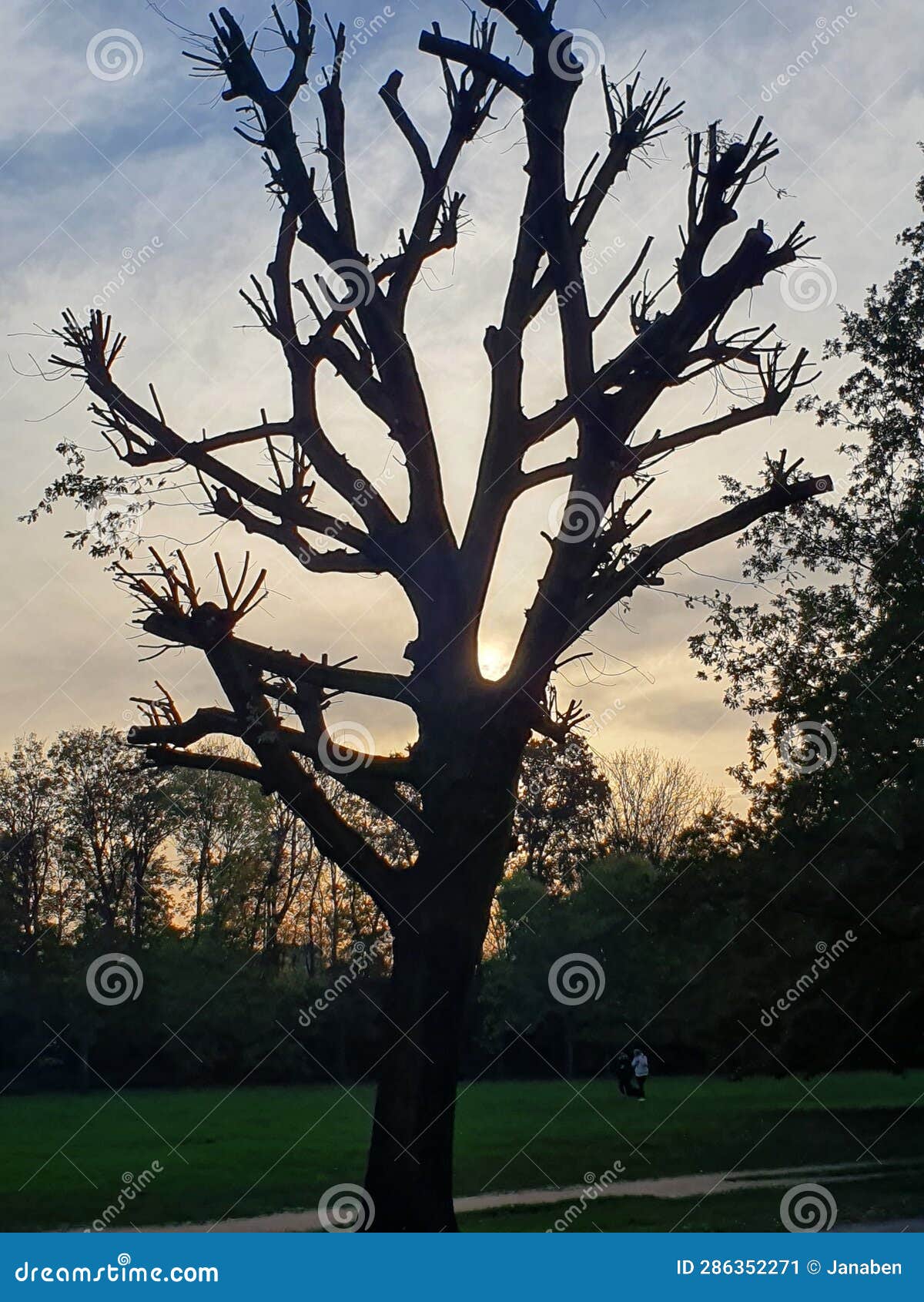 Amazing Tree Standing Alone in the Park Stock Image - Image of park ...