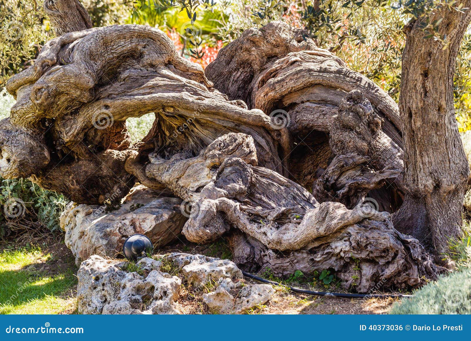 Amazing tree trunk stock photo. Image of historic, italy - 40373036