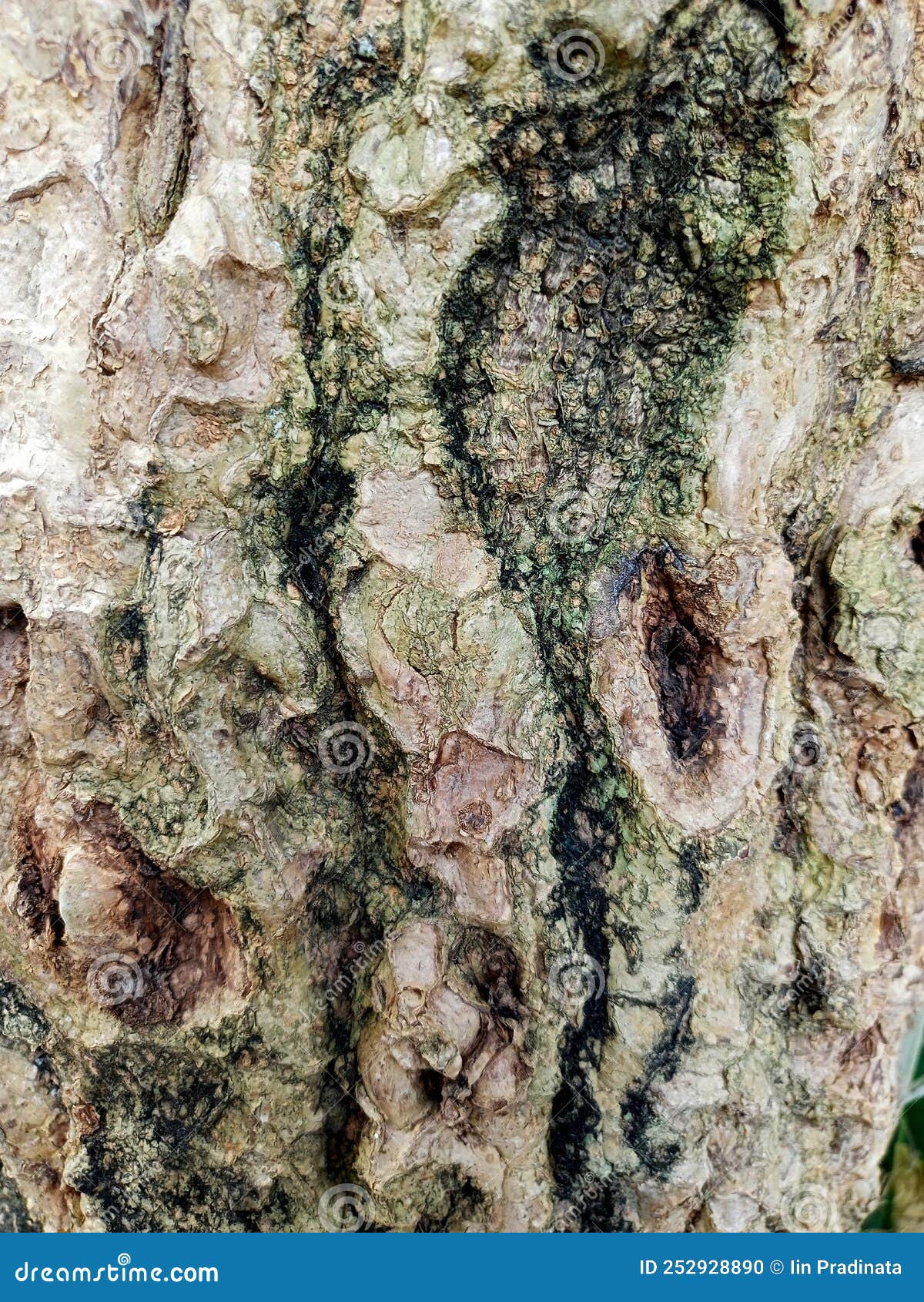 Amazing Tree Trunk Texture Photo Stock Photo - Image of abstract ...