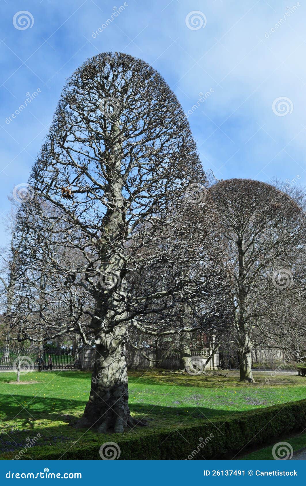 Amazing Trees stock image. Image of leaves, tree, gardening - 26137491