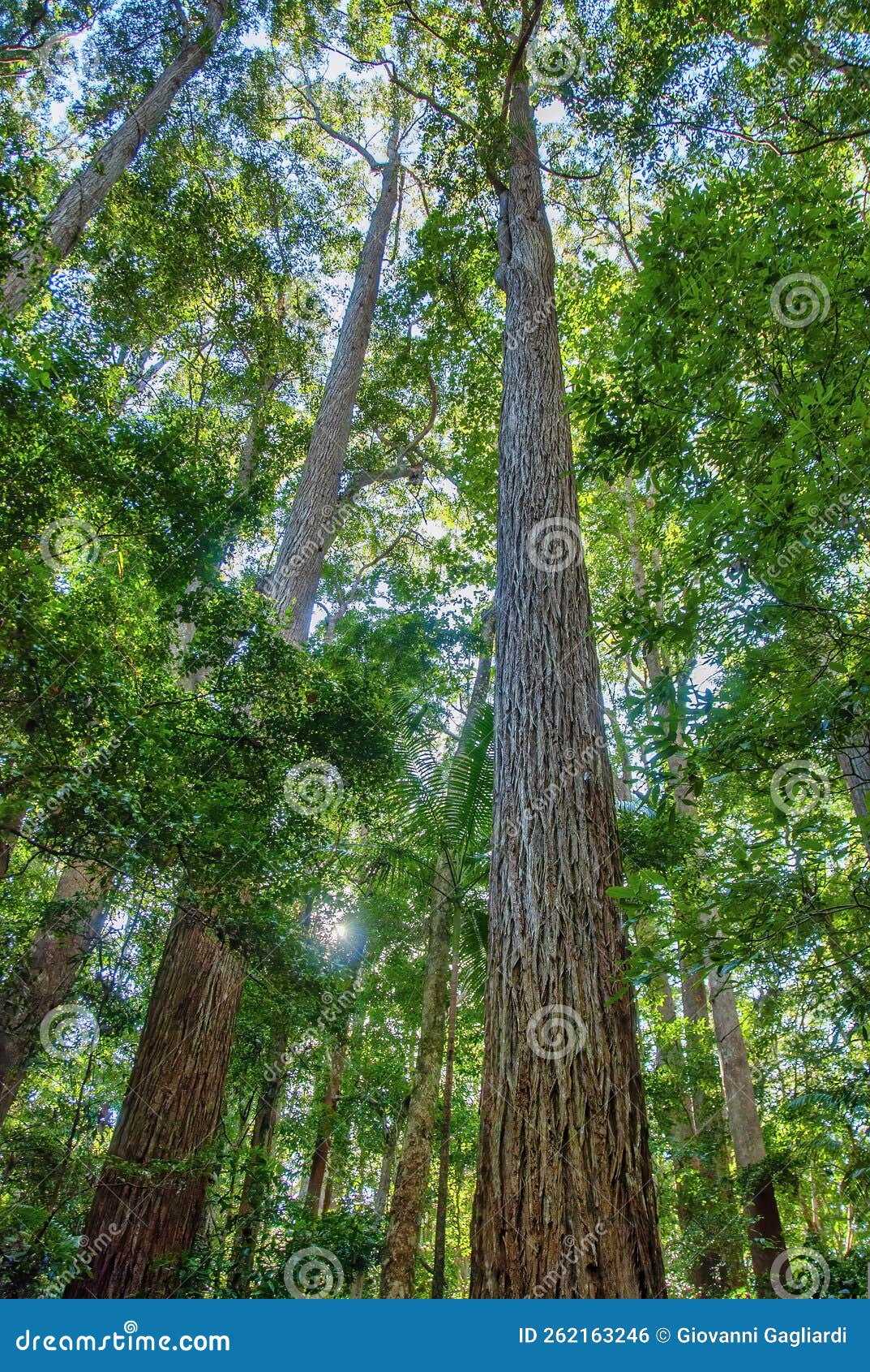 Amazing Trees and Forest of Fraser Island - Australia Stock Photo ...
