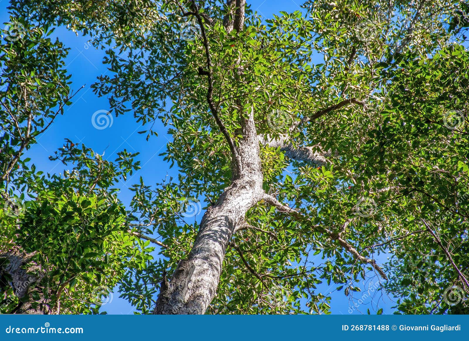 Amazing Trees and Forest of Fraser Island - Australia Stock Photo ...