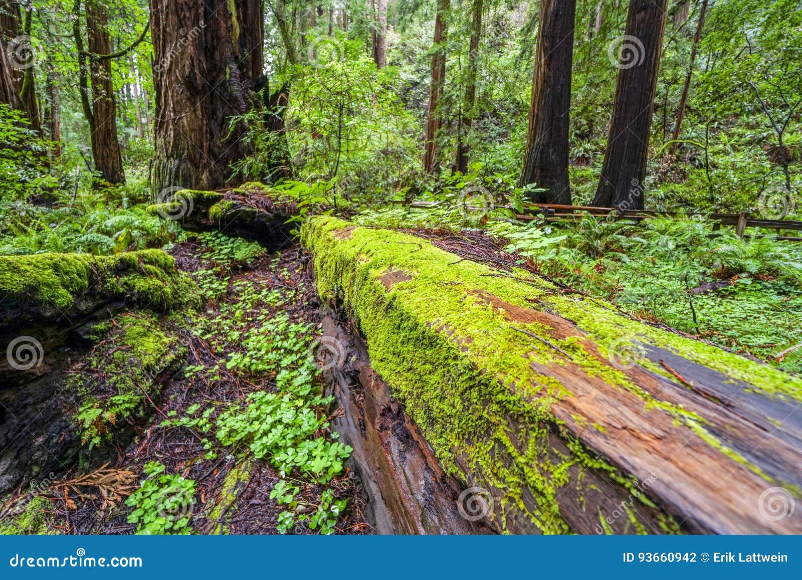Amazing Trees Full of Moss in the Rain Forest Stock Photo - Image of ...