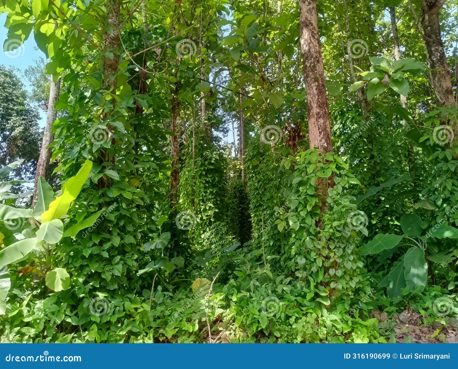 Amazing Tropical Forest Looks Good Stock Image - Image of amazing, good ...