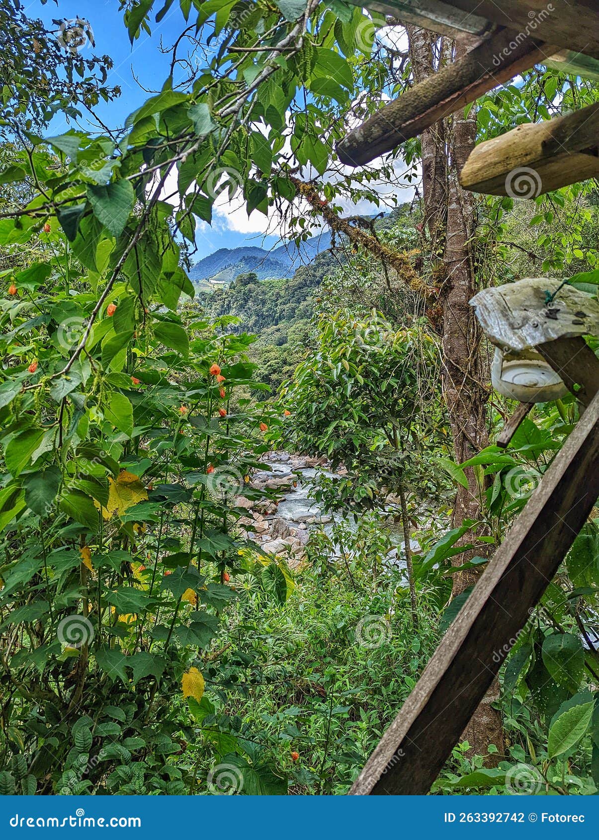 Amazing Tropical Landscape with River in Ecuador. Stock Photo - Image ...