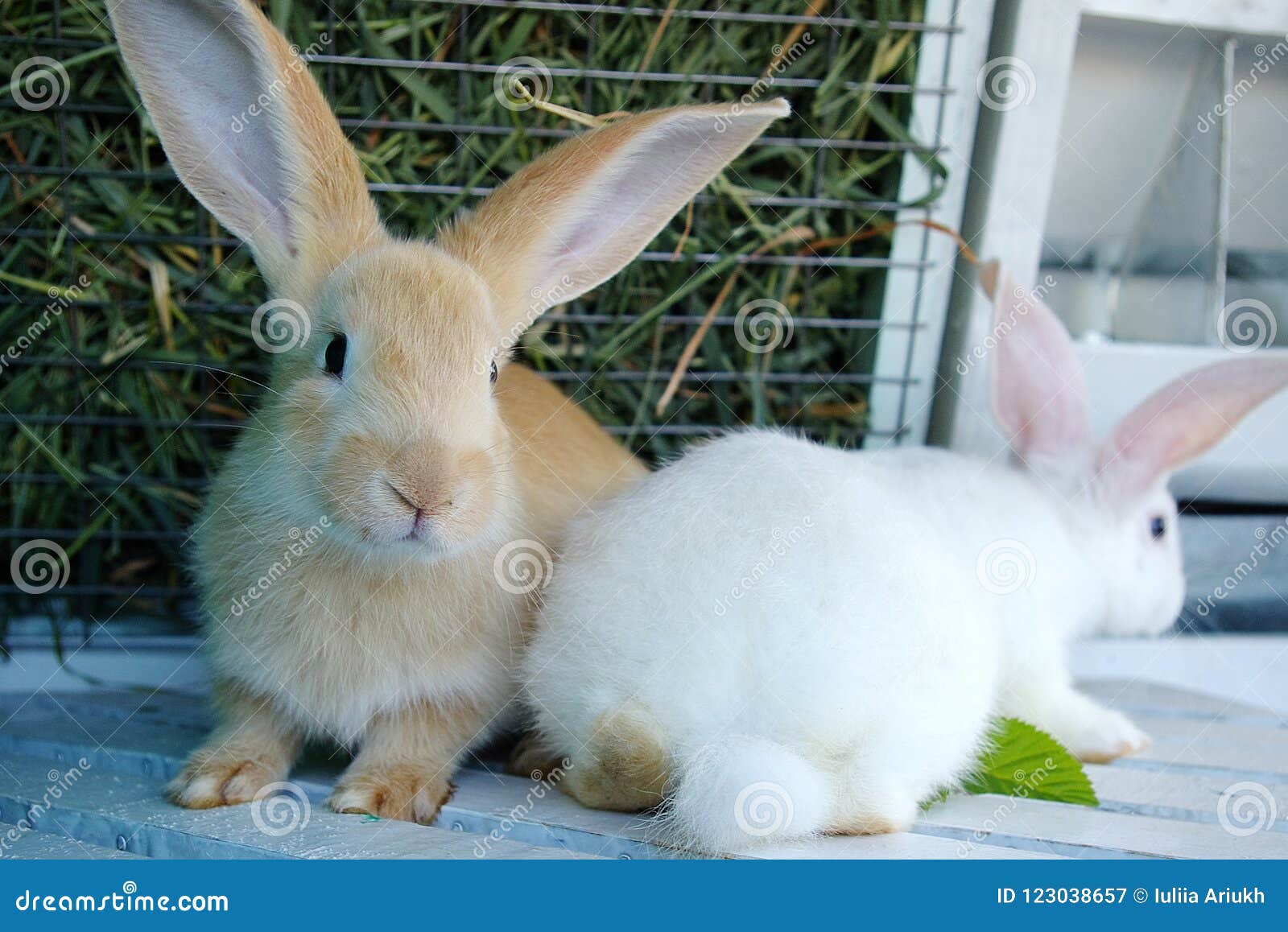 Cute Young White and Yellow Rabbits Close-up Stock Image - Image of ...
