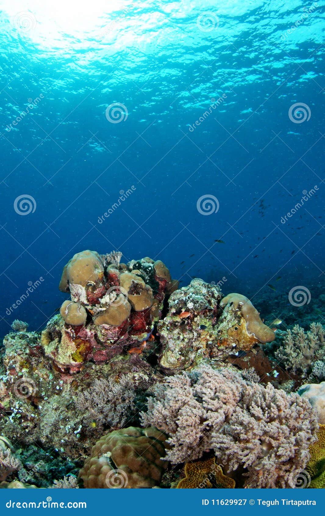 Amazing Underwater Scene With Swimming Stingray Into The Blue Royalty ...