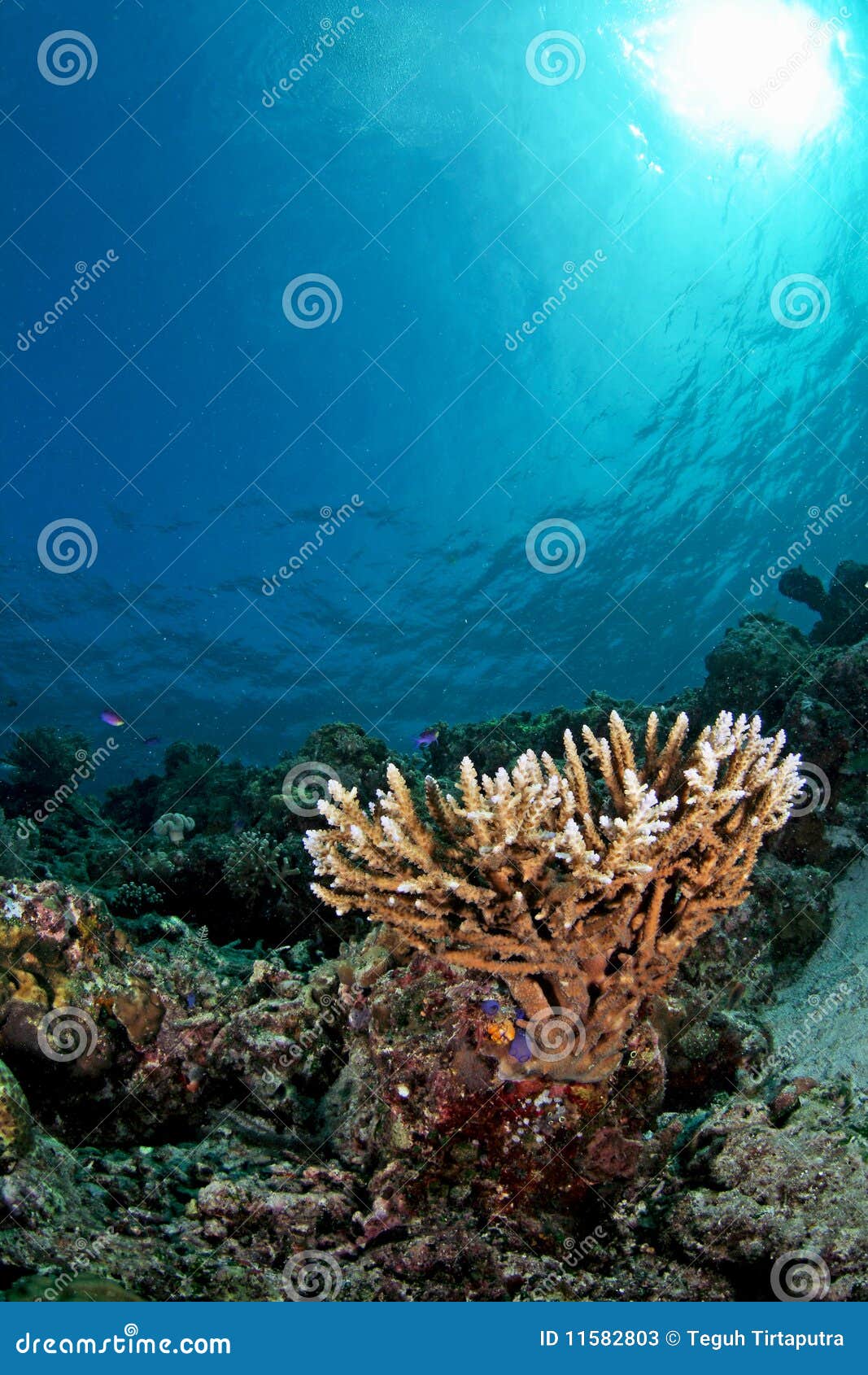 907 Amazing Seascapes Stock Photos - Free & Royalty-Free Stock Photos ...