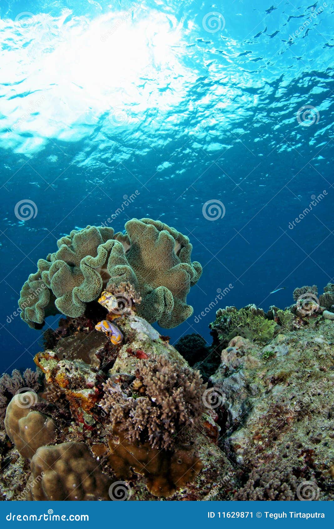 Amazing Underwater Seascapes Stock Image - Image of amazing, wildlife ...
