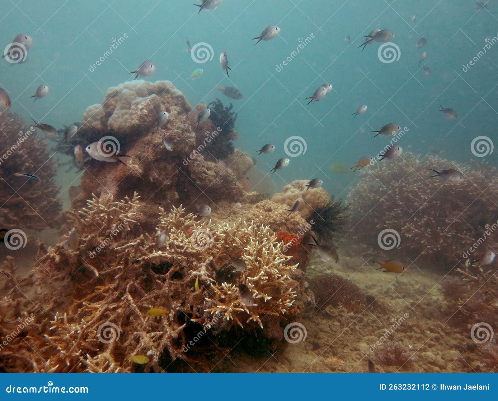 Amazing Underwater View when SCUBA Diving Stock Photo - Image of great ...