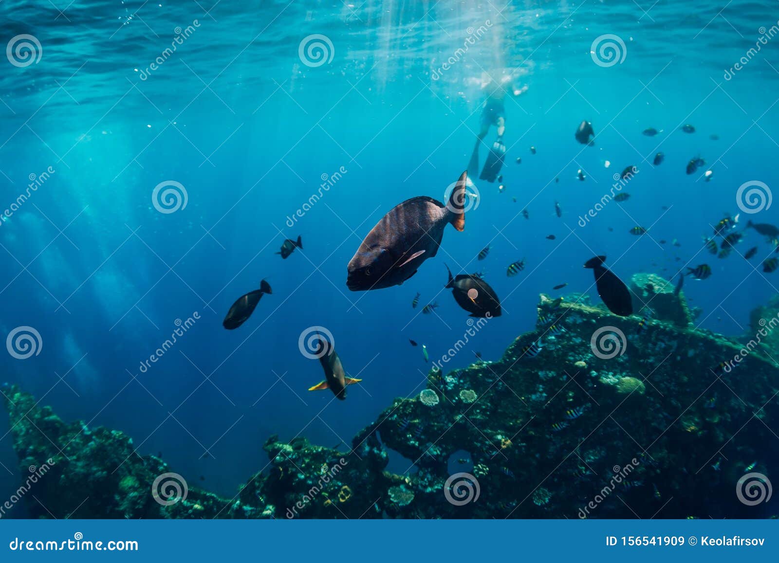 Amazing Underwater Scene With Swimming Stingray Into The Blue Royalty ...