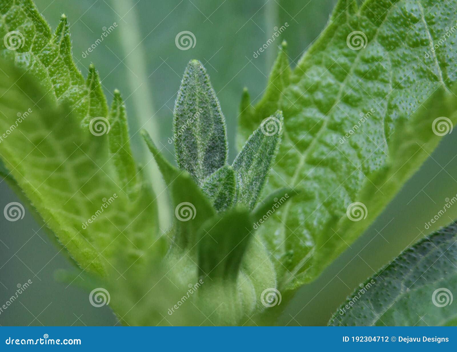Amazing Up Close Look at a Budding Plant Stock Photo - Image of leaves ...