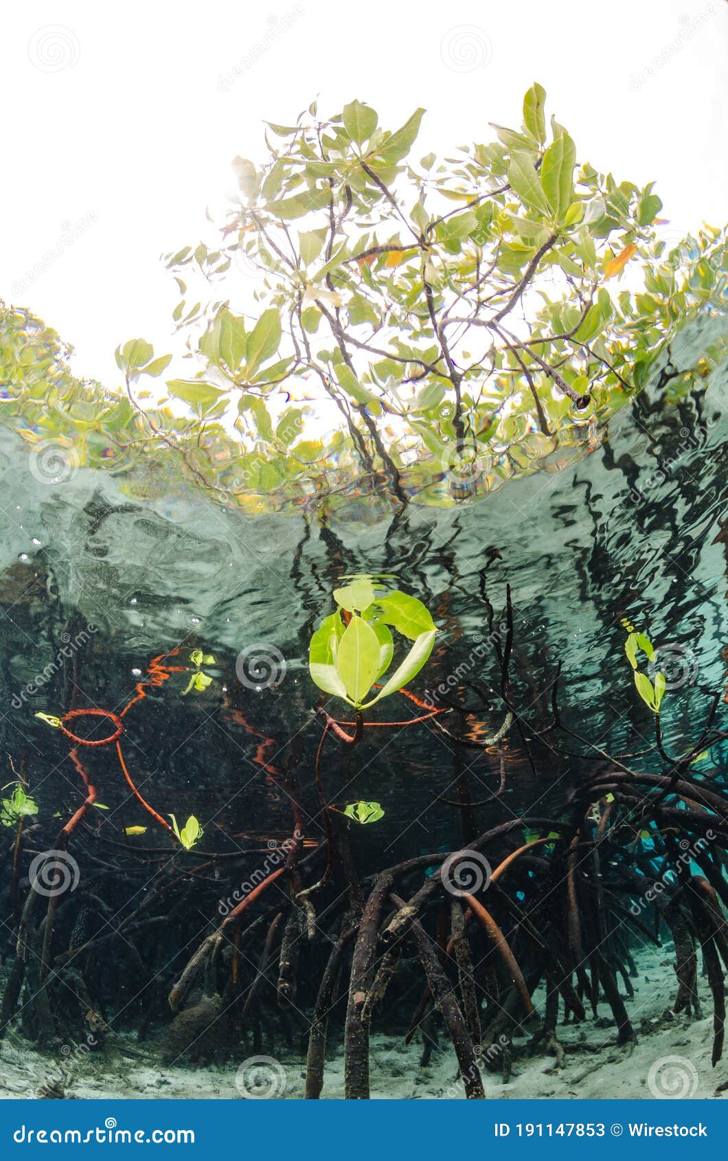 Amazing Vertical Underwater Picture of Tree Roots Stock Image - Image ...