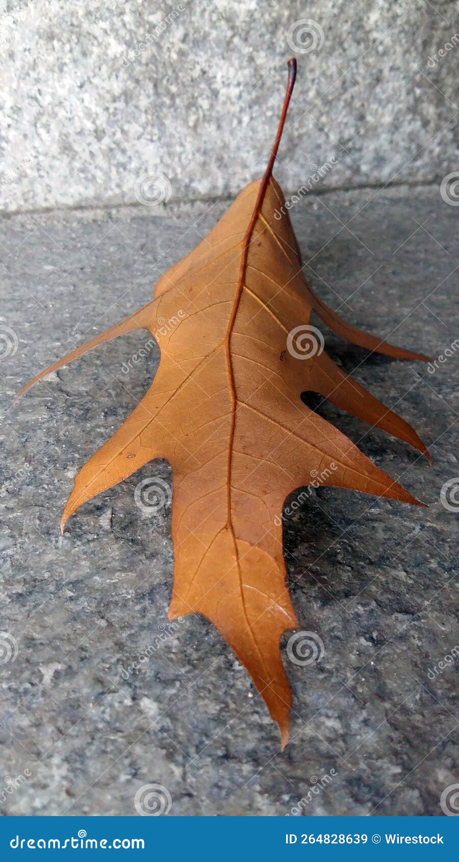 A nice shot of a leaf stock image. Image of change, plant - 264828639