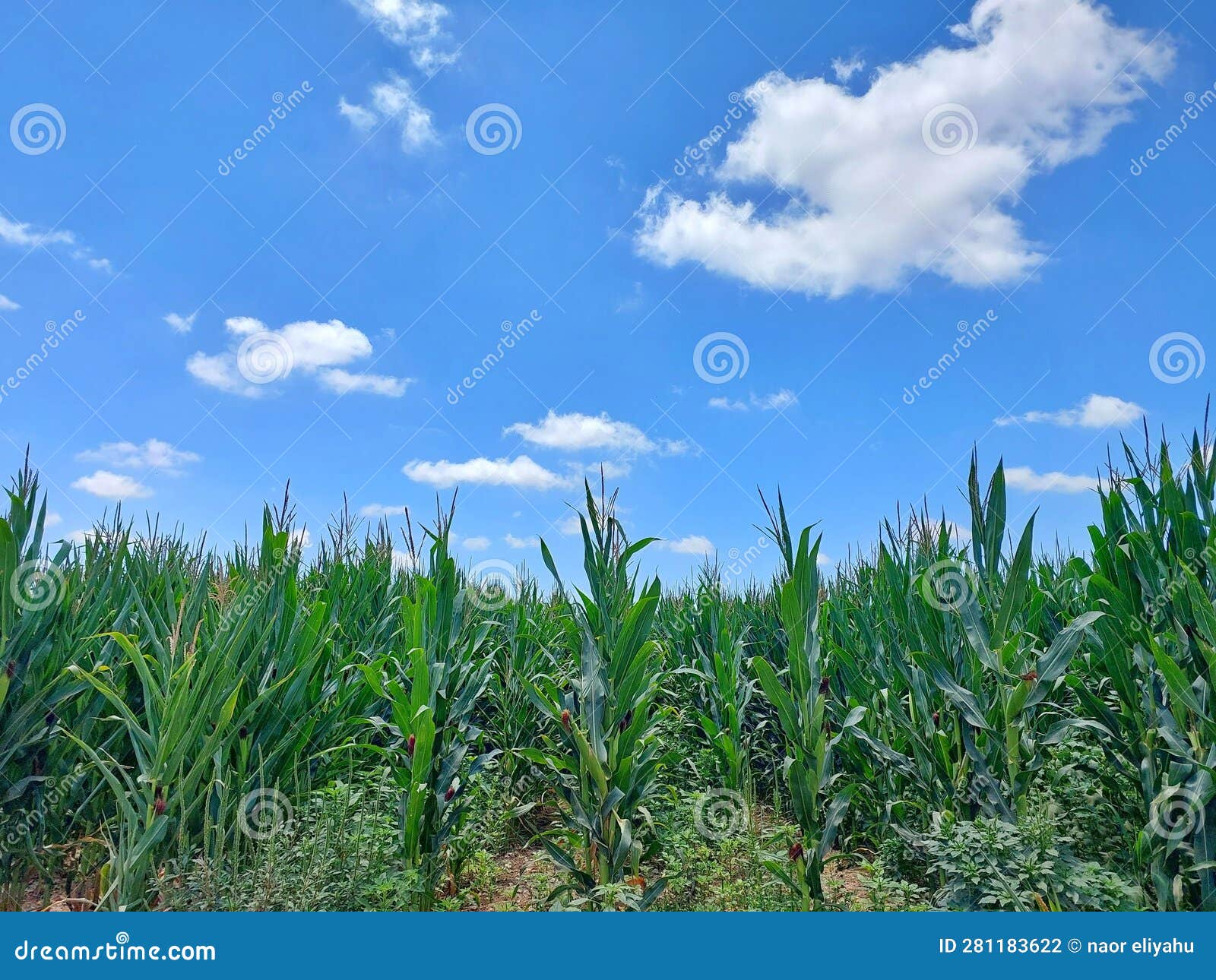 Amazing View of a Corn Filed Landscape Stock Photo - Image of field ...