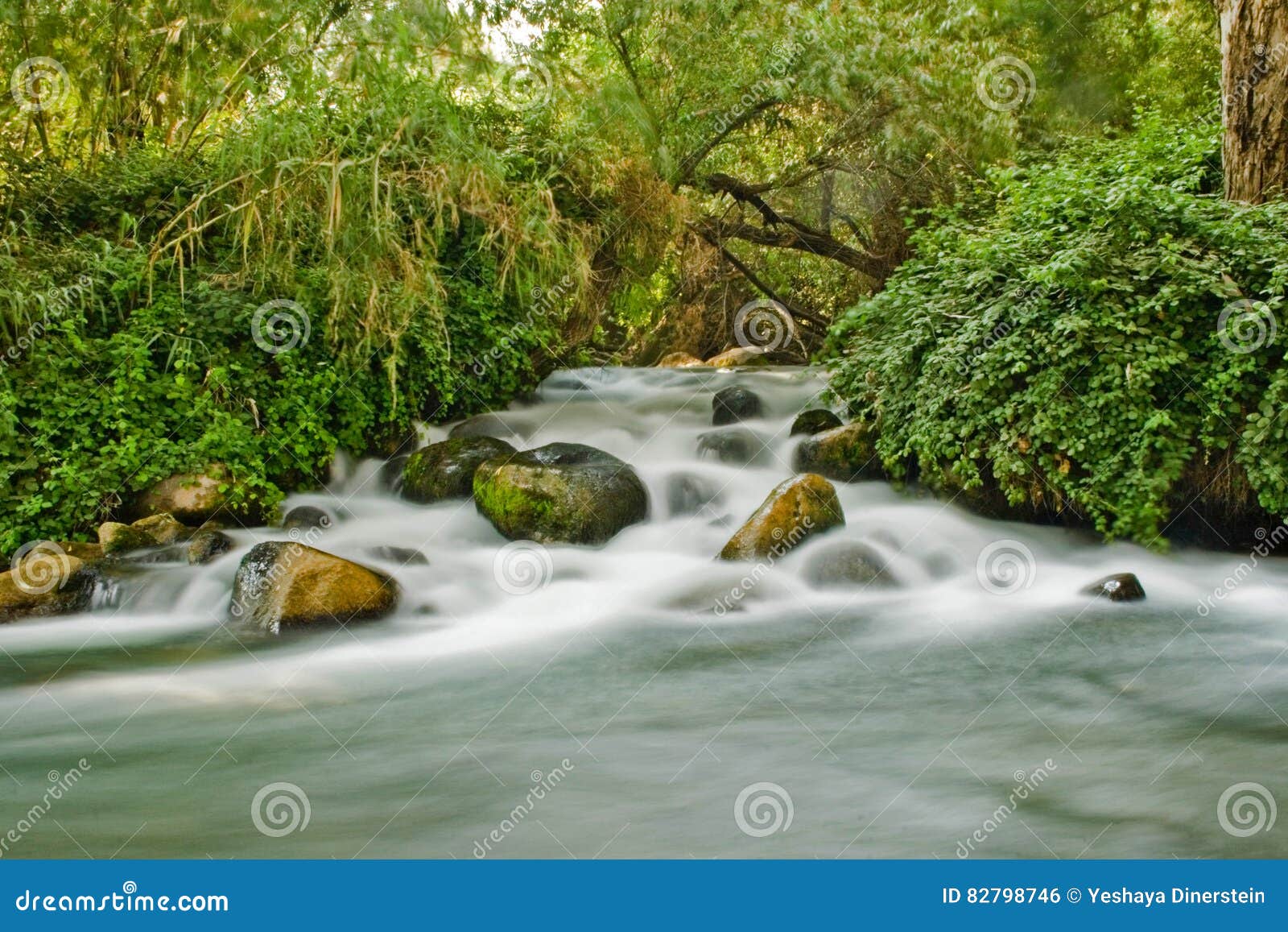 Amazing View of Dan River Israel Stock Photo - Image of reserve, stream ...