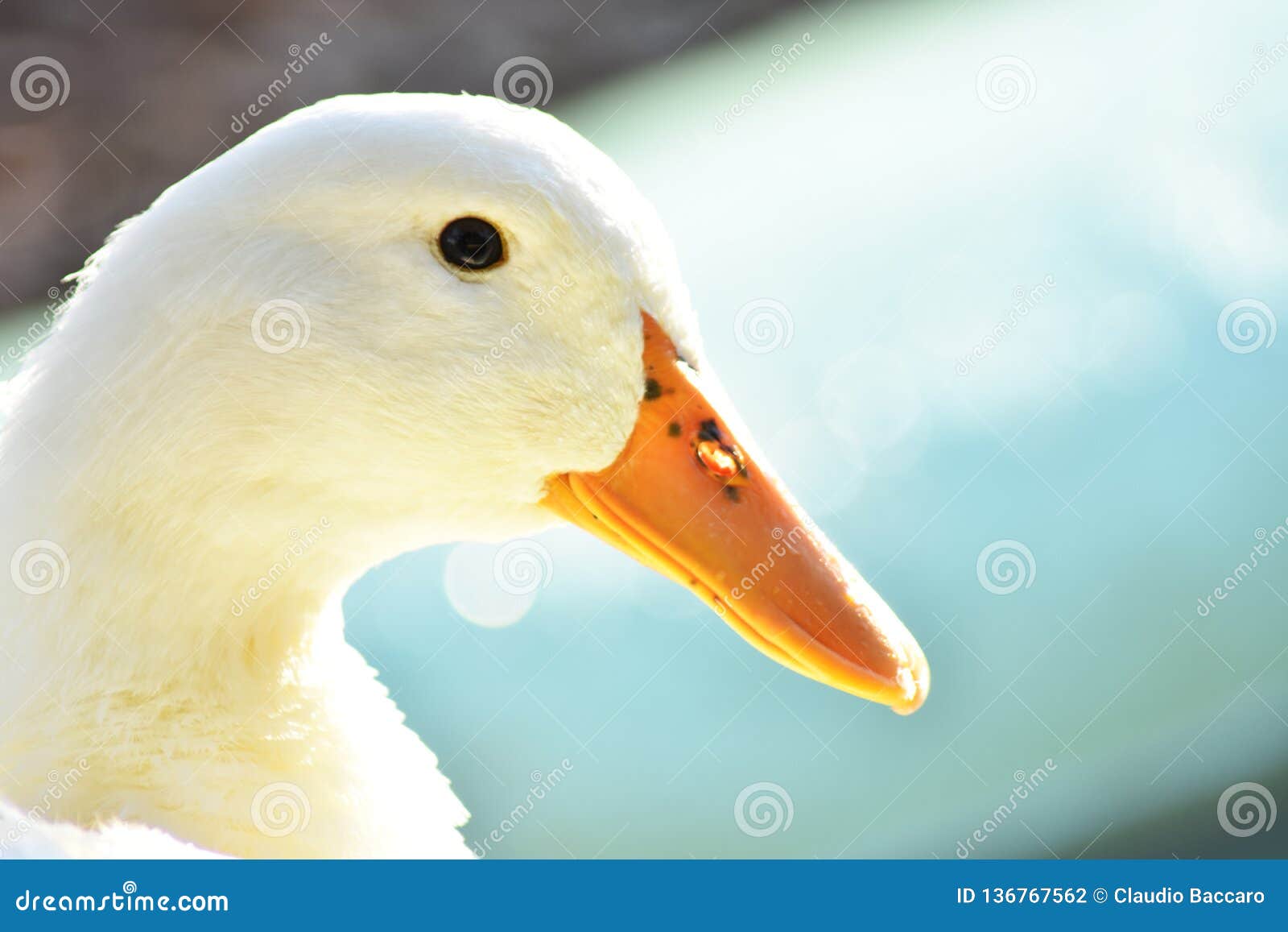 An amazing view of duck stock photo. Image of colorful - 136767562