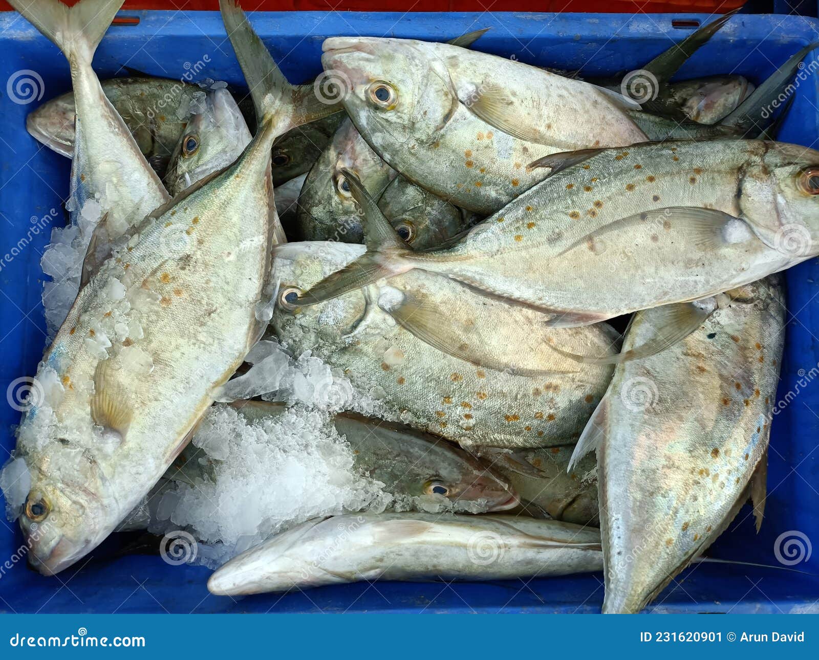 Amazing& X27;view of Fresh Scads Fish Stock Image - Image of meat ...