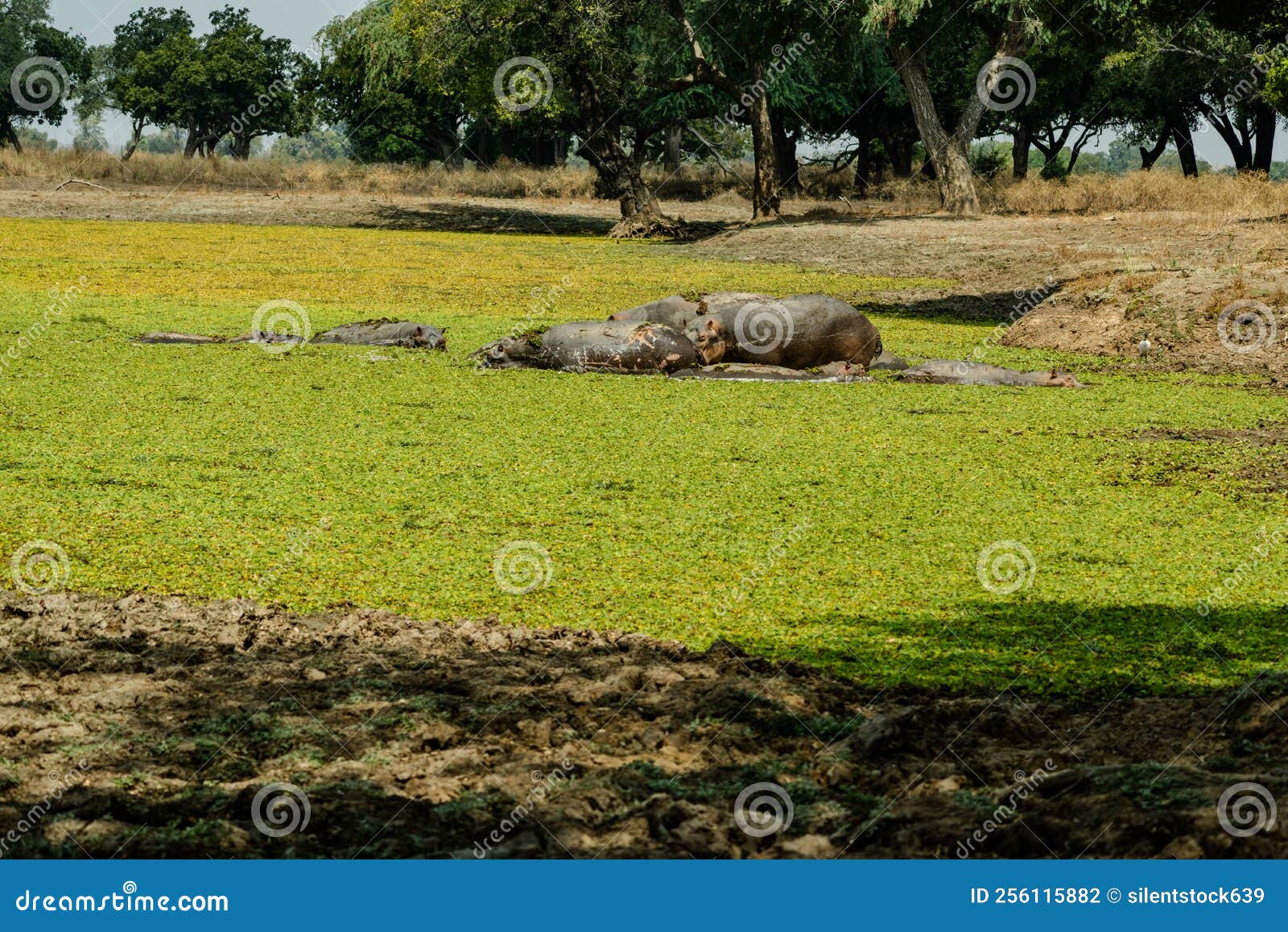 Amazing View of a Group of Hippos Resting in an African Lagoon Stock ...