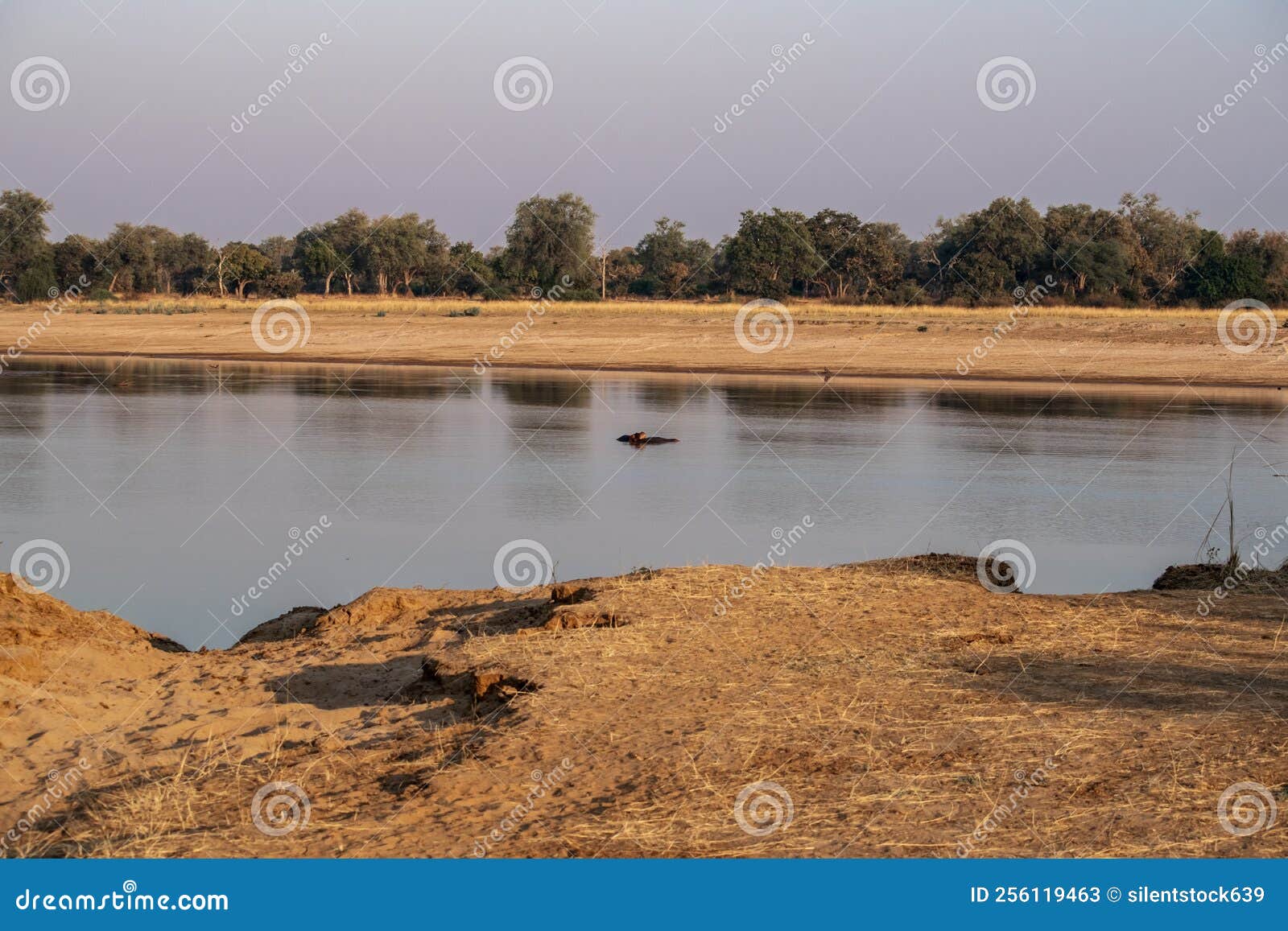 Amazing View of a Group of Hippos Resting in an African River Stock ...