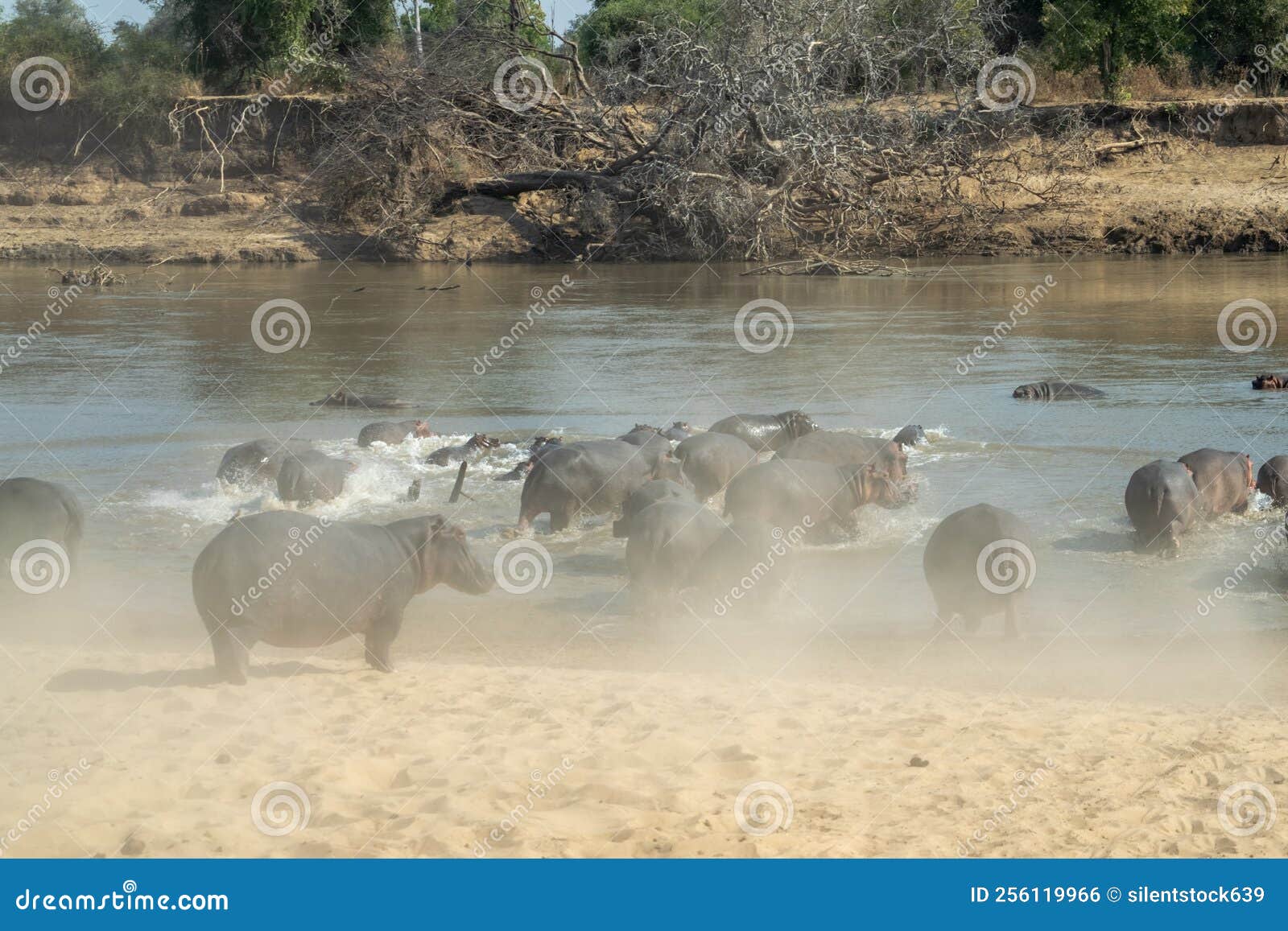 Amazing View of a Huge Group of Hippos Running into the Waters of an ...